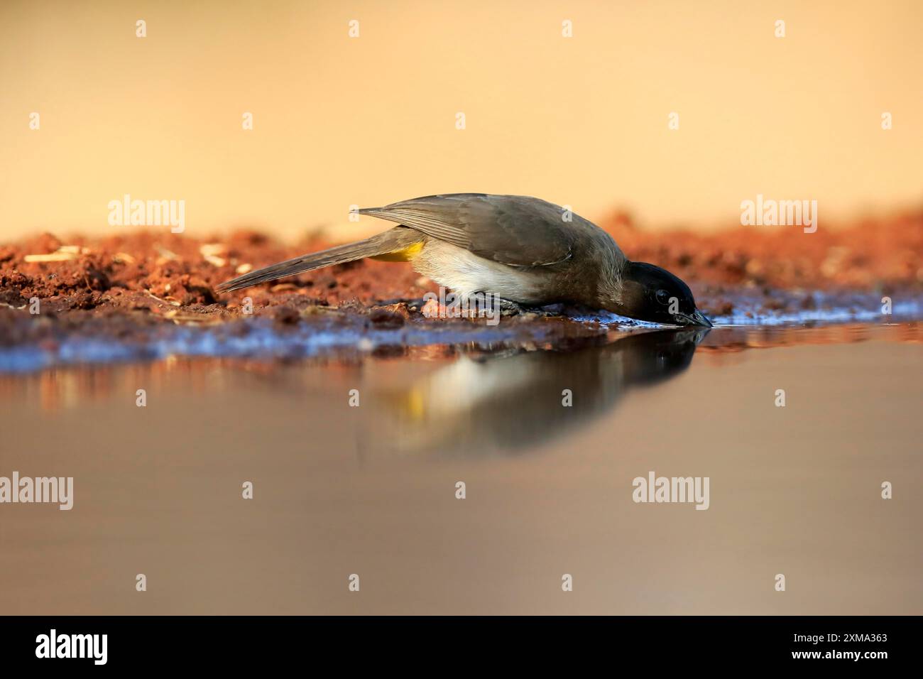 Grey bulbul (Pycnonotus barbatus), adult, at the water, drinking ...