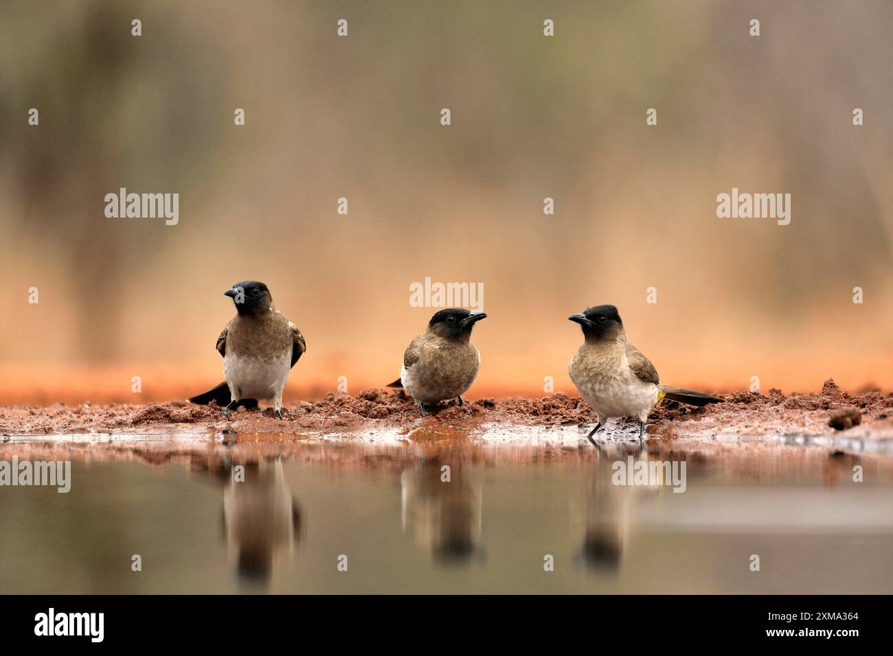 Grey bulbul (Pycnonotus barbatus), adult, group, three birds, at the ...