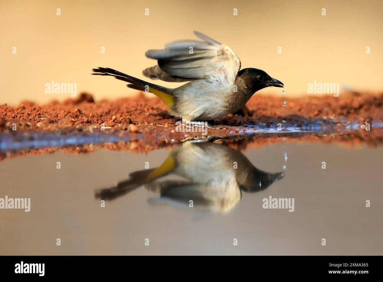 Grey bulbul (Pycnonotus barbatus), adult, at the water, drinking ...
