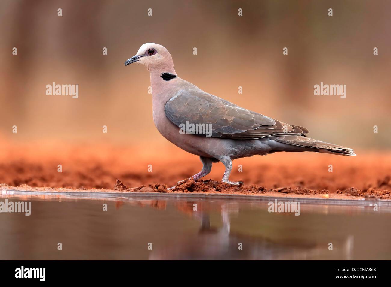 Red-eyed dove (Streptopelia semitorquata), Red-eyed Dove adult, at the ...