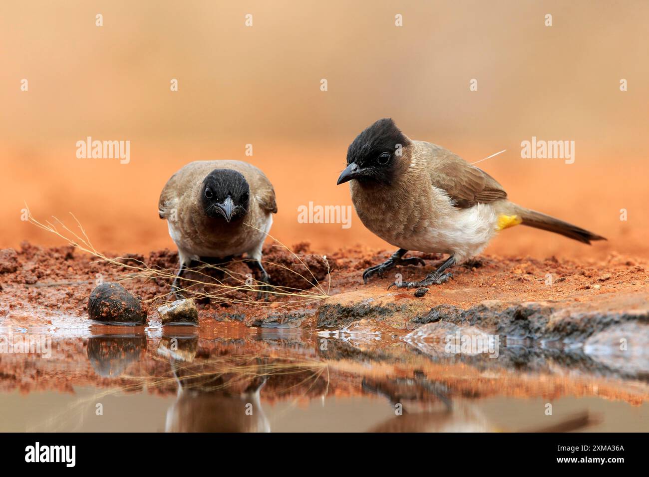 Grey bulbul (Pycnonotus barbatus), adult, pair, at the water, drinking ...