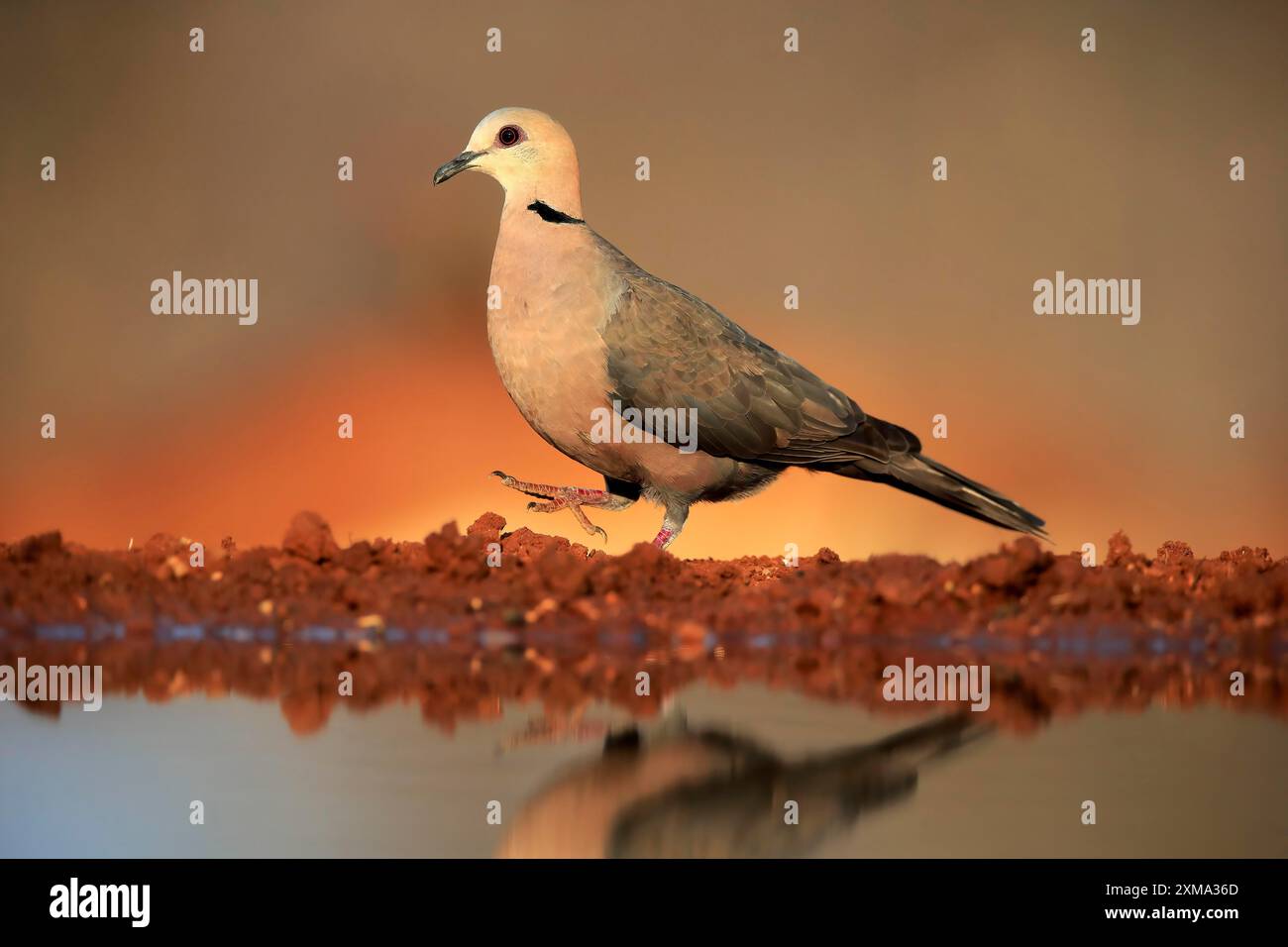 Red-eyed dove (Streptopelia semitorquata), Red-eyed Dove adult, at the ...