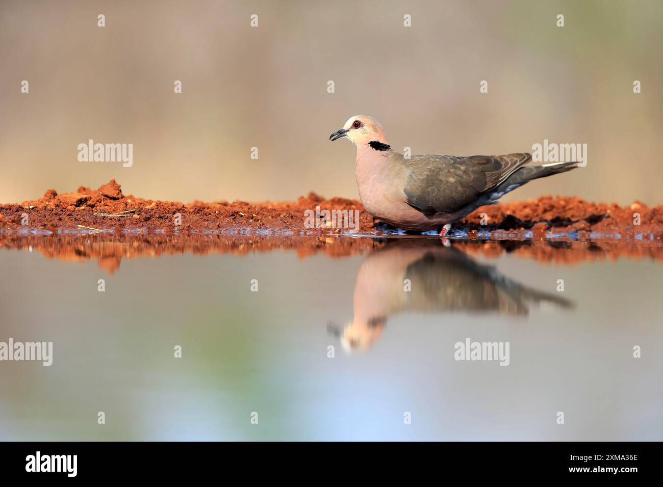 Red-eyed dove (Streptopelia semitorquata), Red-eyed Dove adult, at the ...