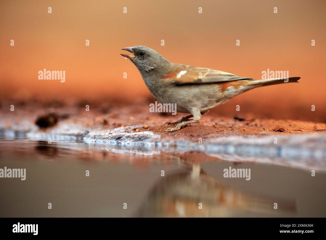 Northern grey-headed sparrow (Passer griseus), adult, at the water ...