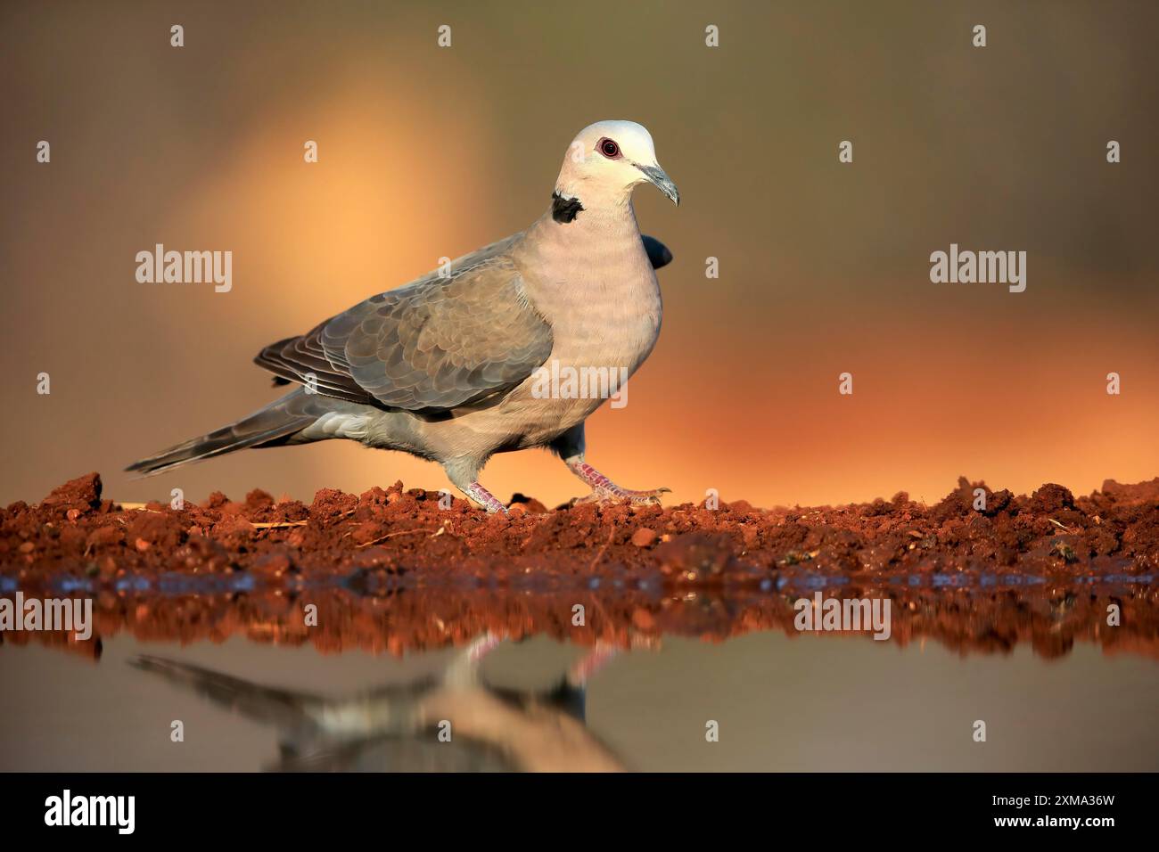 Red-eyed dove (Streptopelia semitorquata), Red-eyed Dove adult, at the ...