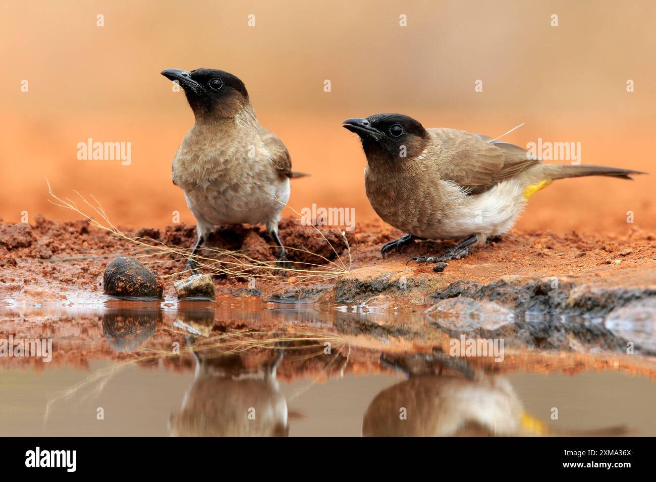 Grey bulbul (Pycnonotus barbatus), adult, pair, at the water, Kruger ...
