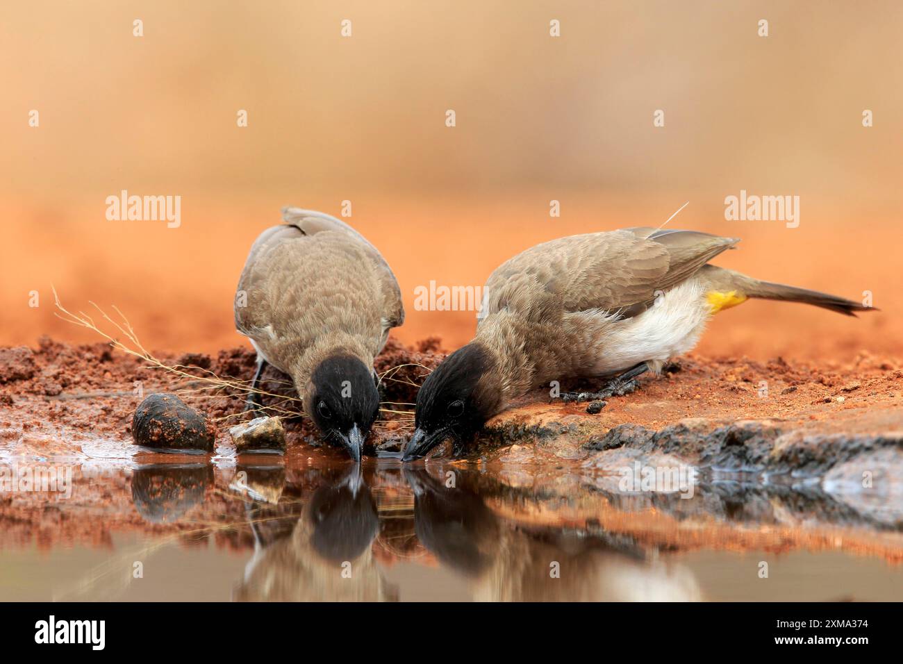 Grey bulbul (Pycnonotus barbatus), adult, pair, at the water, drinking ...
