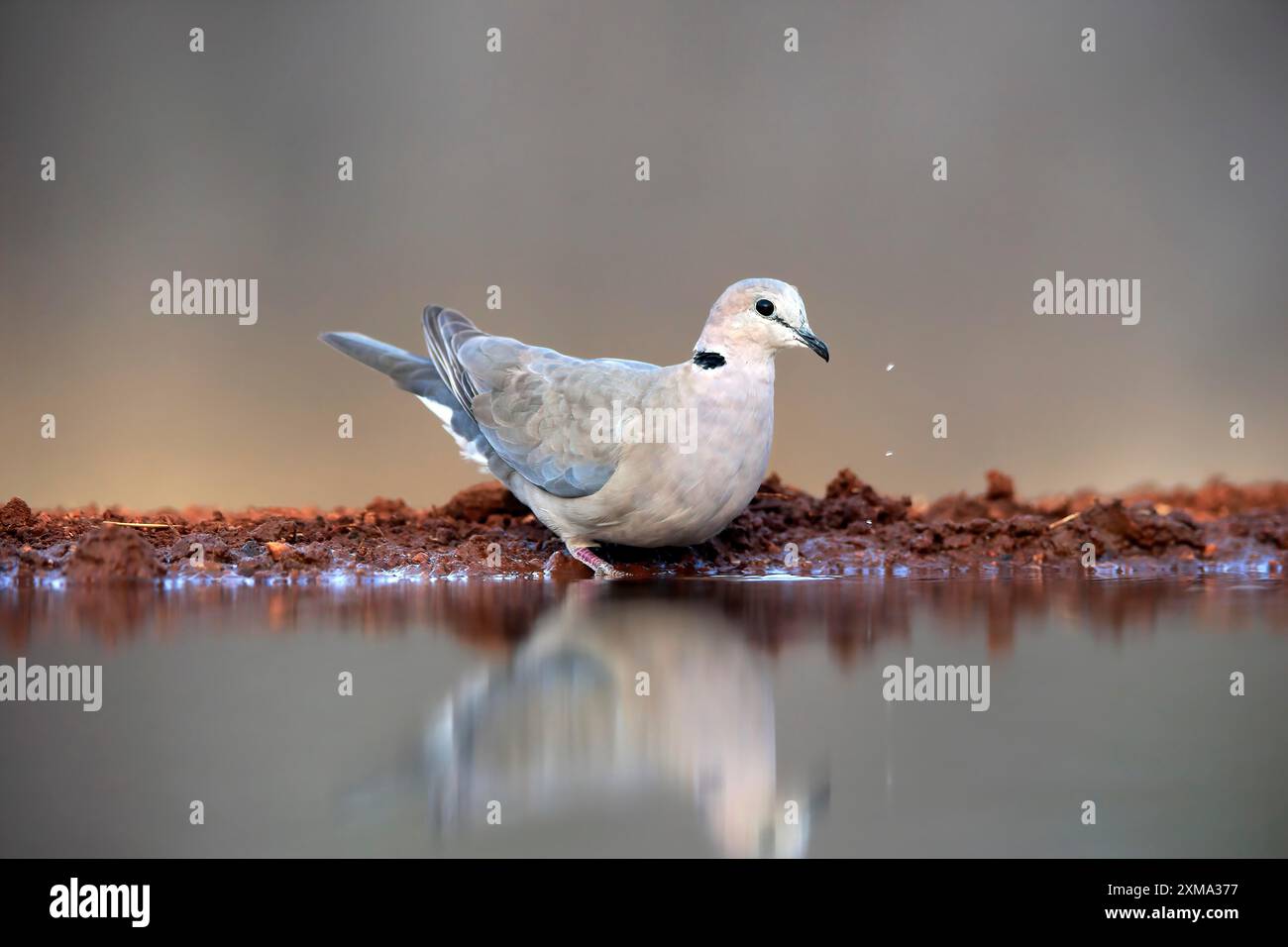 Coot Pigeon (Streptopelia capicola), Cape Pigeon, adult, at the water ...
