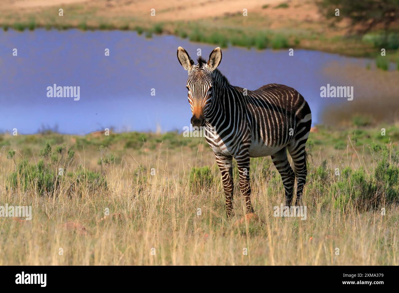Cape Mountain Zebra (Equus zebra zebra), adult, foraging, water ...
