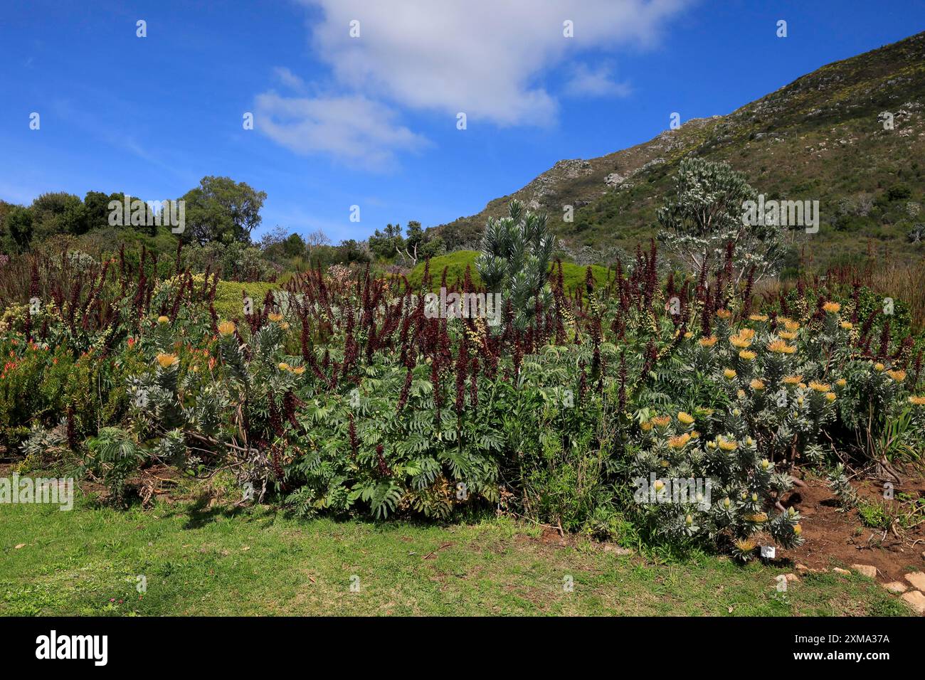 Giant honey flower (Melianthus major), flowering, flowers, shrub ...