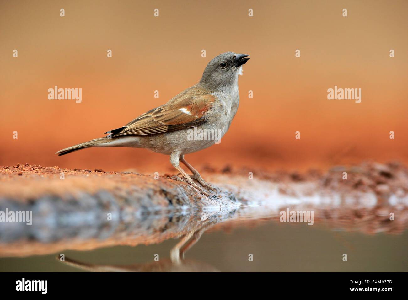 Northern grey-headed sparrow (Passer griseus), adult, at the water ...