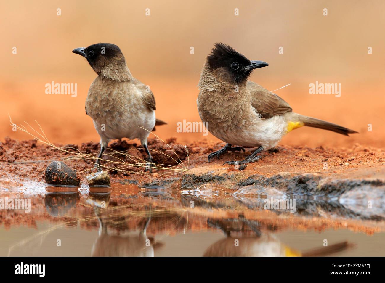 Grey bulbul (Pycnonotus barbatus), adult, pair, at the water, Kruger ...