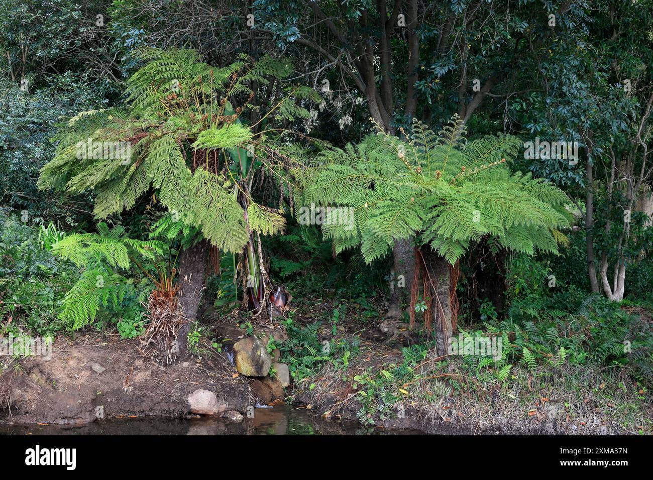 Forest tree fern (Gymnosphaera capensis), Cyathea capensis, Alsophila ...