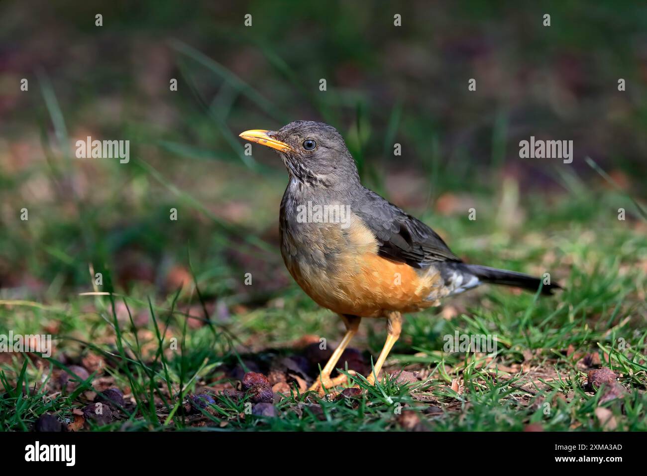 Olive thrush (Turdus olivaceus), adult, on the ground, alert ...