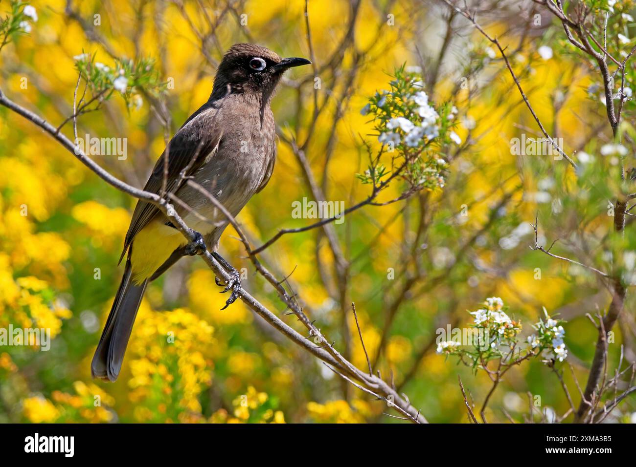 Cape Bulbul (Pycnonotus capensis), adult, on guard, Kirstenbosch ...
