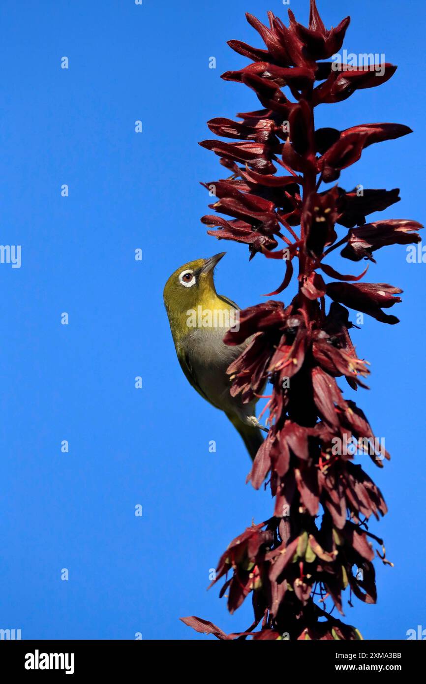 Melianthus major white hi-res stock photography and images - Alamy