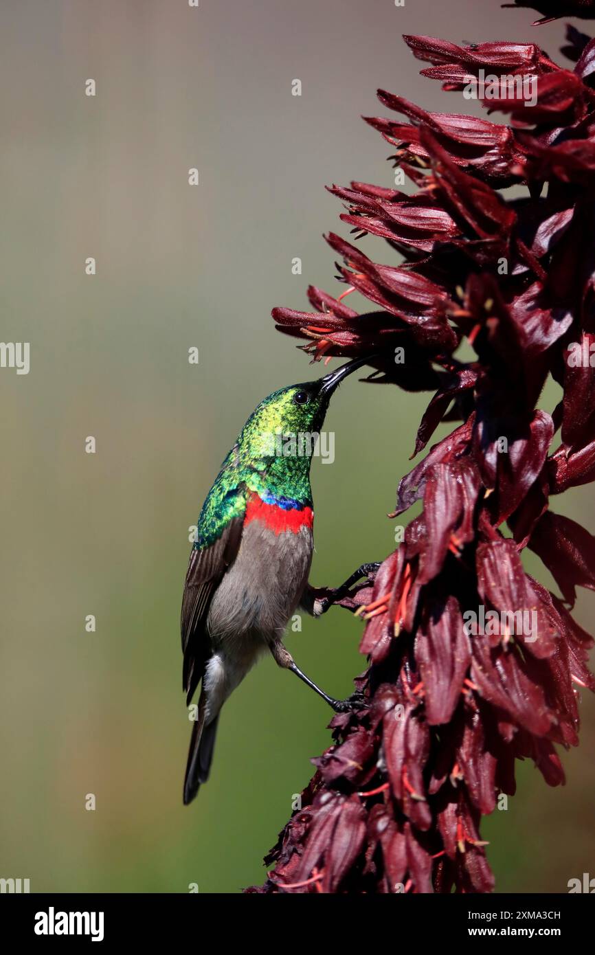 Cape Sunbird (Cinnyris chalybeus), adult, foraging, feeding, on giant ...