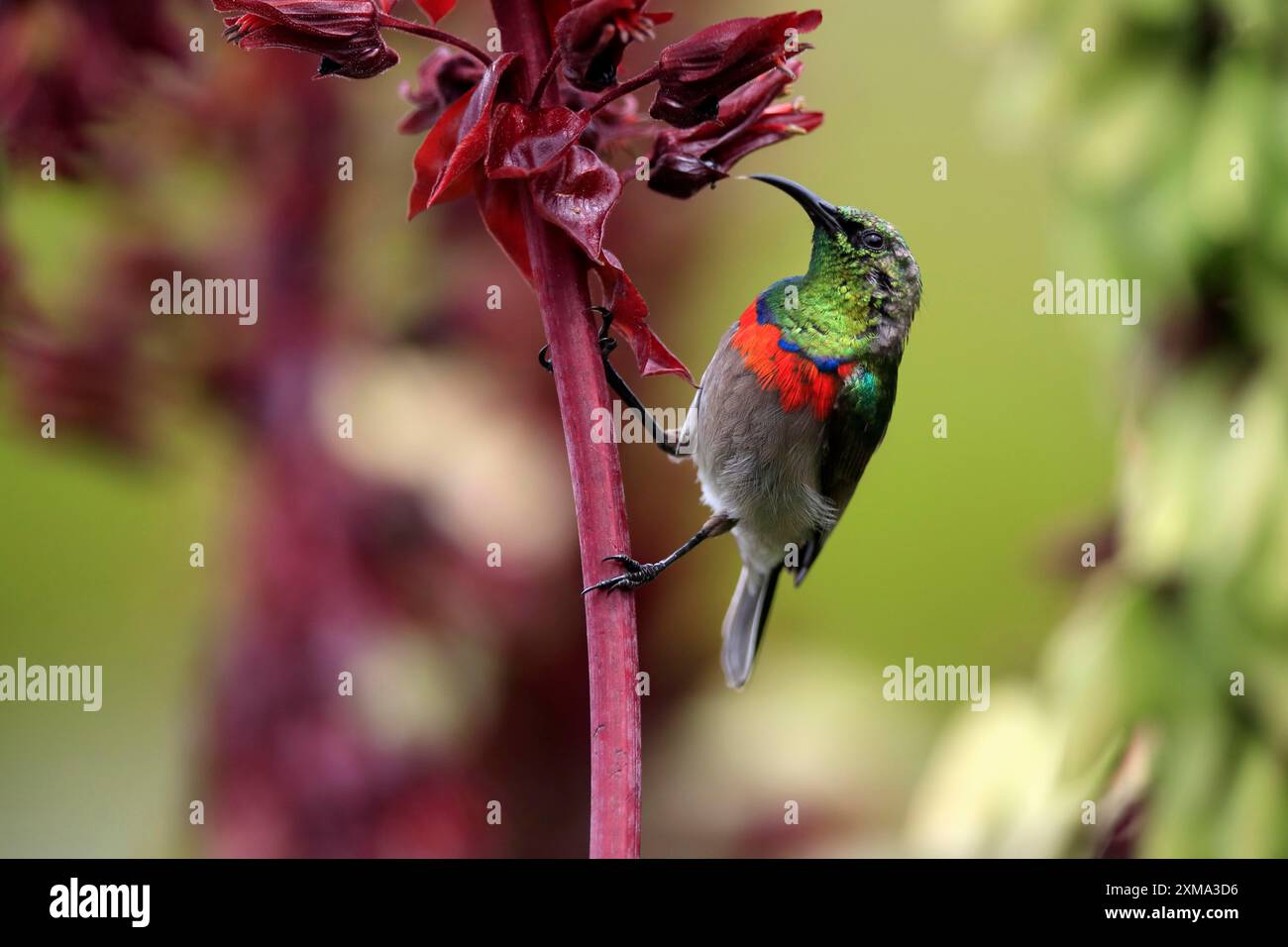 Cape Sunbird (Cinnyris chalybeus), adult, foraging, feeding, on giant ...