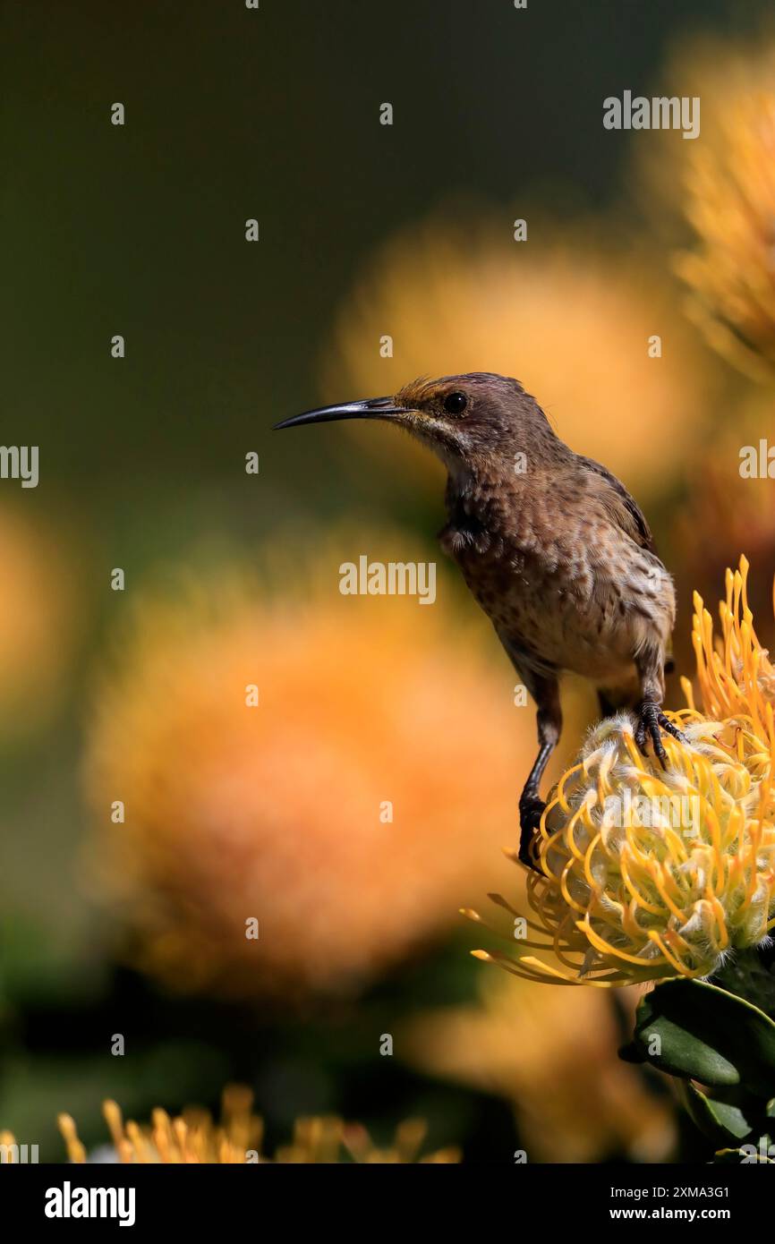 Cape Honeybird (Promerops cafer), adult, female, on flower, Protea ...