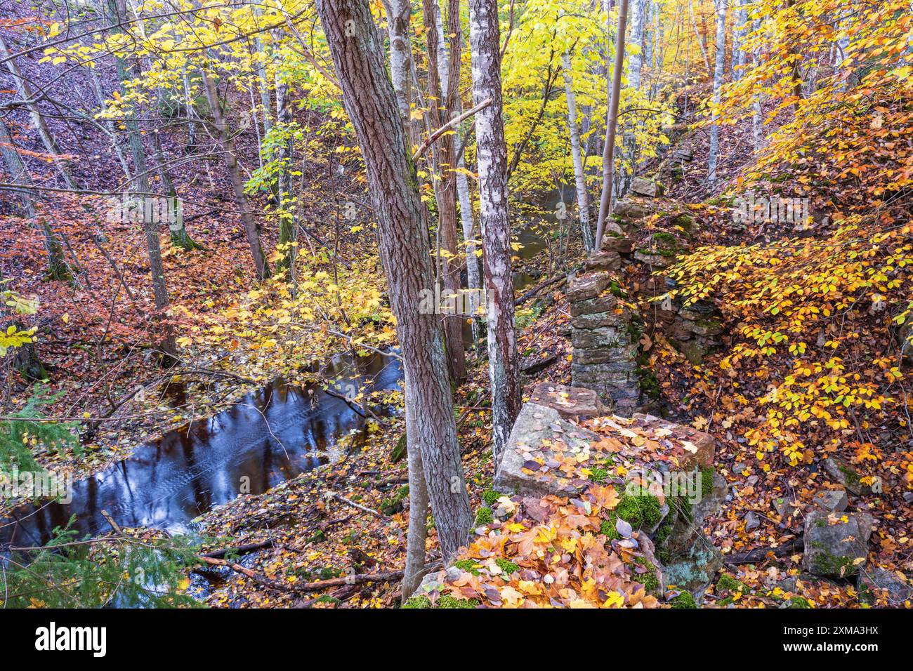 Running water in a stream in a forest ravine with autumn colours Stock ...