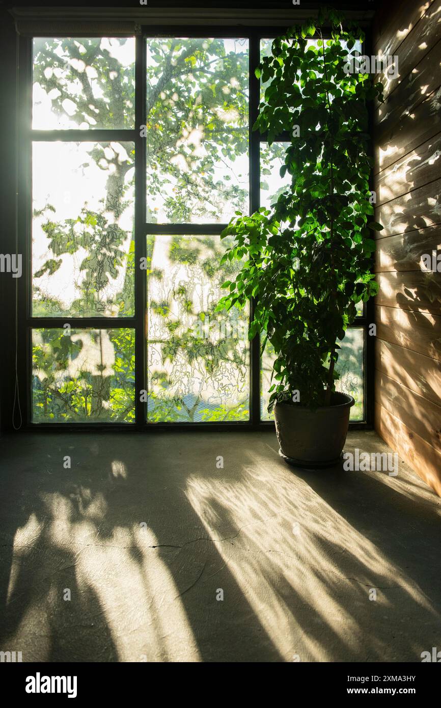 Warm sunlight filters through window, illuminating potted plant and ...