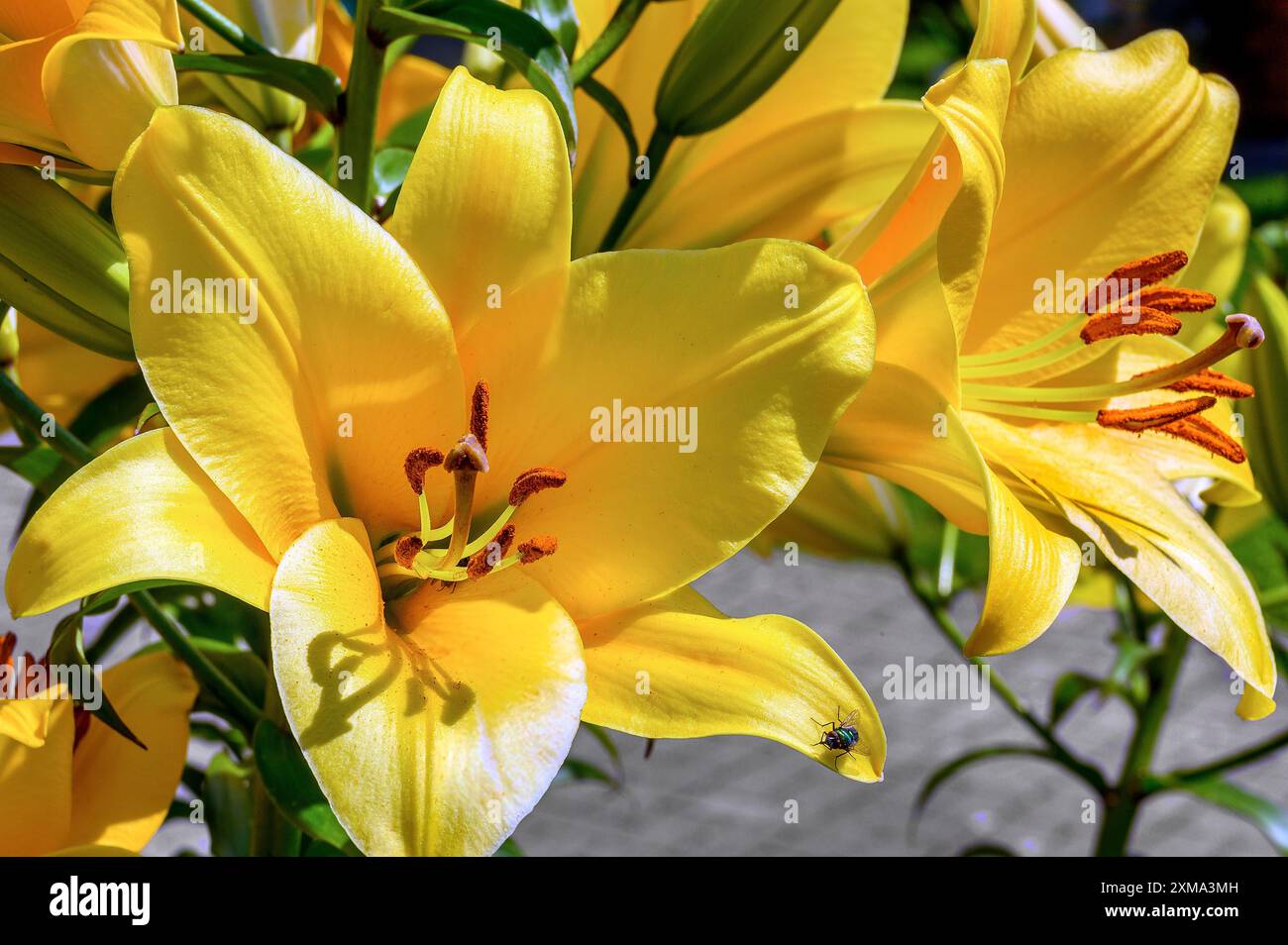 Yellow lilies (Lilium), Allgaeu, Bavaria, Germany Stock Photo - Alamy
