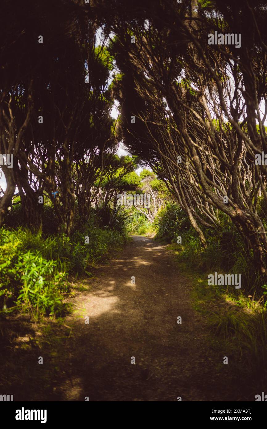A narrow forest path, surrounded by densely overgrown trees, through ...