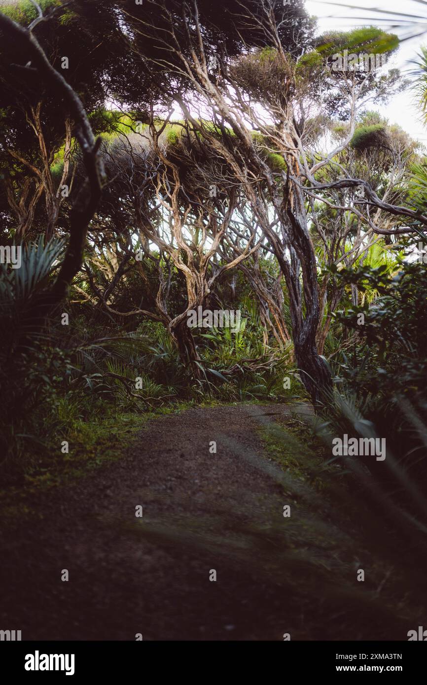 An enchanted forest path, shrouded in shade and surrounded by dense ...