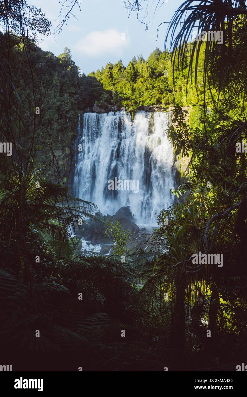Impressive waterfall, hidden in the greenery of a dense forest, Waitomo ...