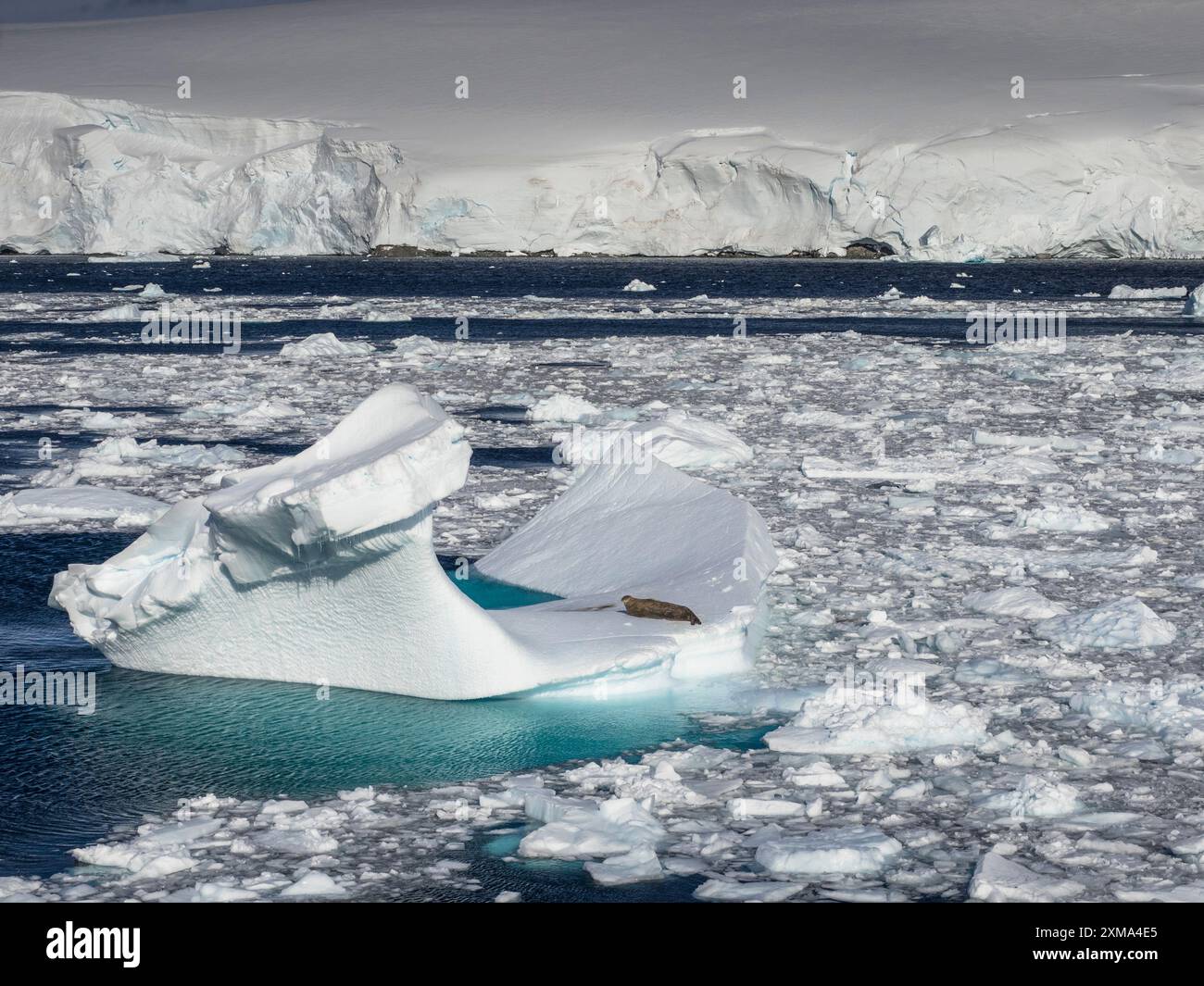 Weddell Seal (Leptonychotes weddellii) on an ice floe in the Lemaire ...