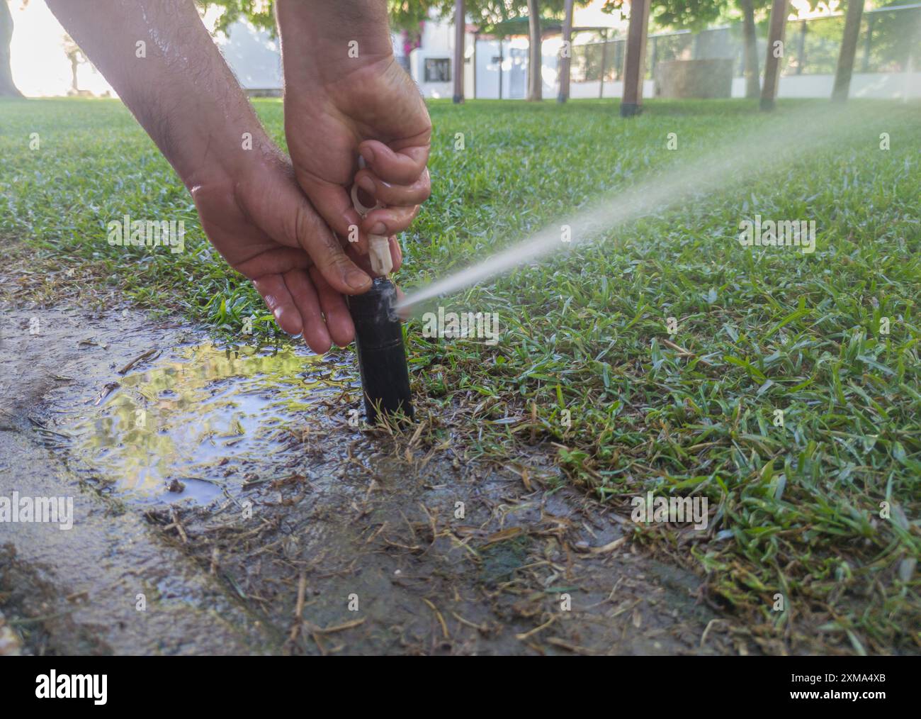Rotor sprinkler in action. Gardener doing arc adjustments Stock Photo ...