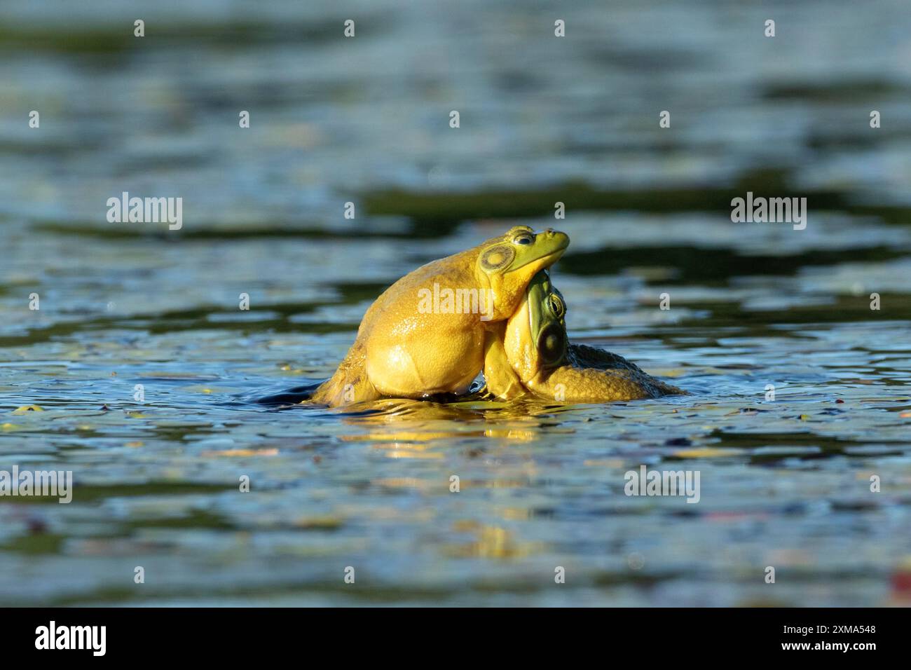 Bull frogs Lithobates catesbeianus. Male bull frogs fighting during the ...