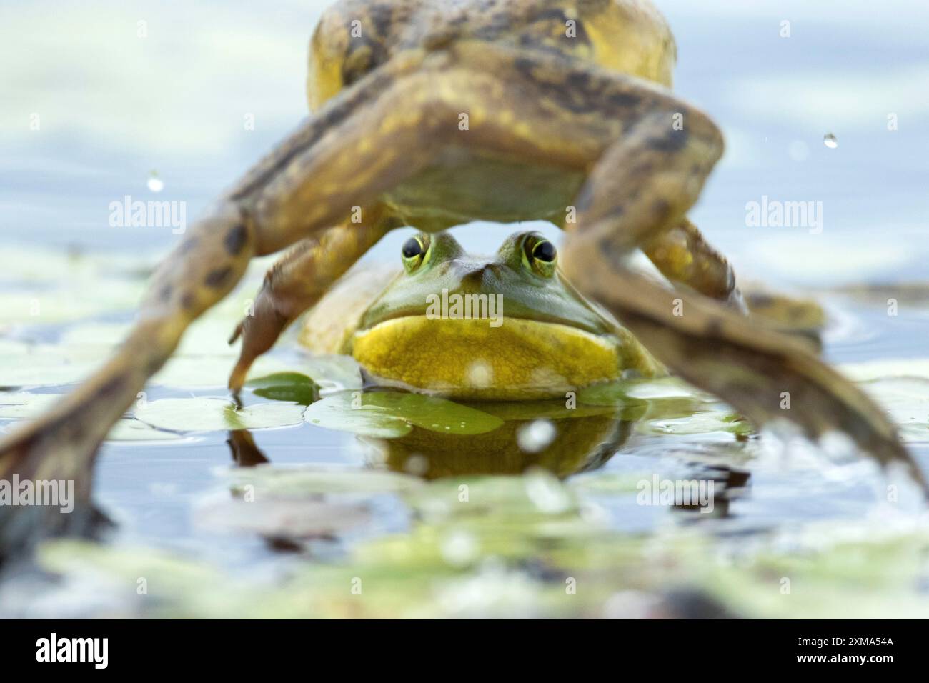 Bull frogs Lithobates catesbeianus. Male bull frog jumping on another ...