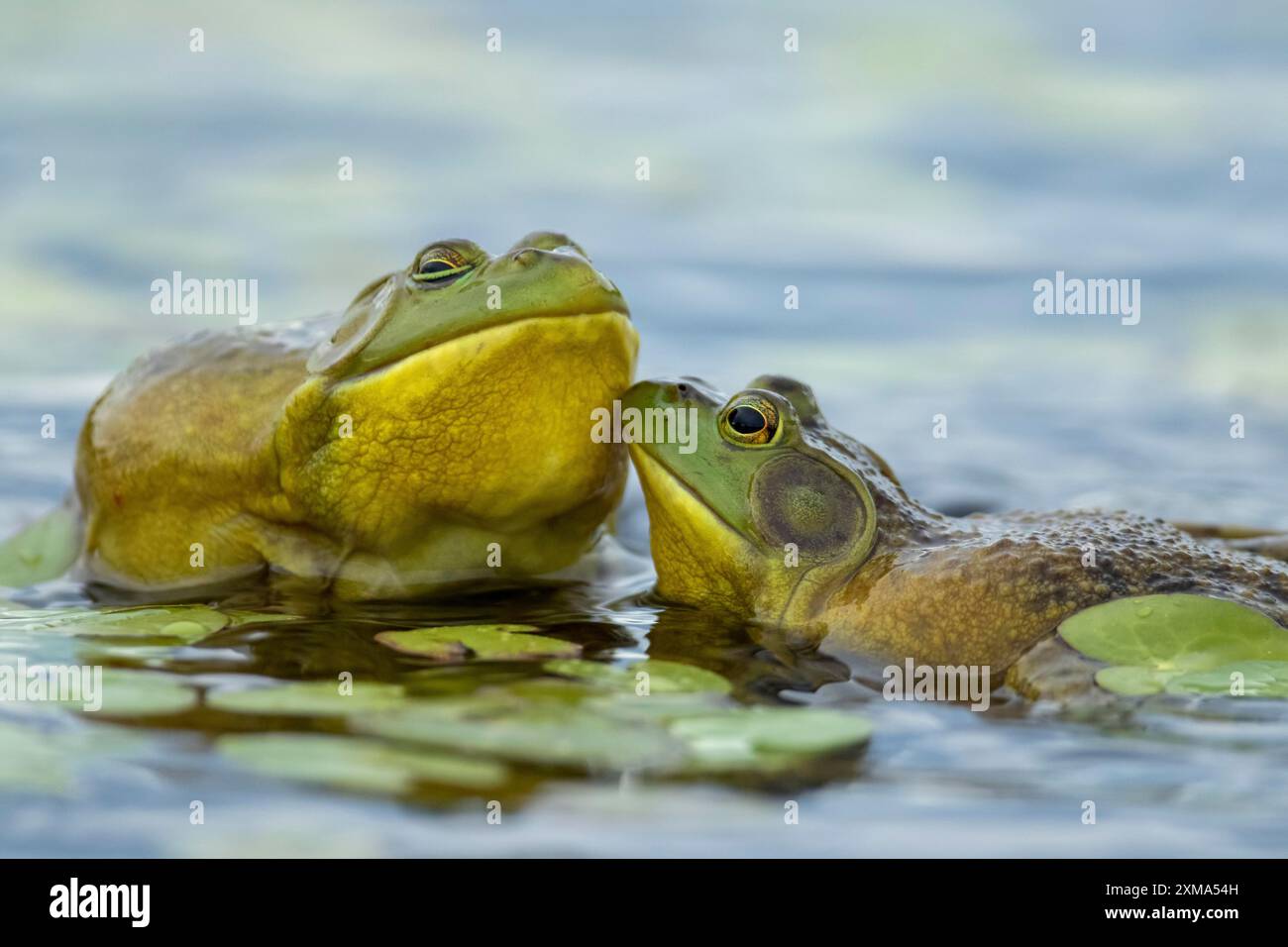 Bull frogs Lithobates catesbeianus. Male bull frogs fighting during the ...