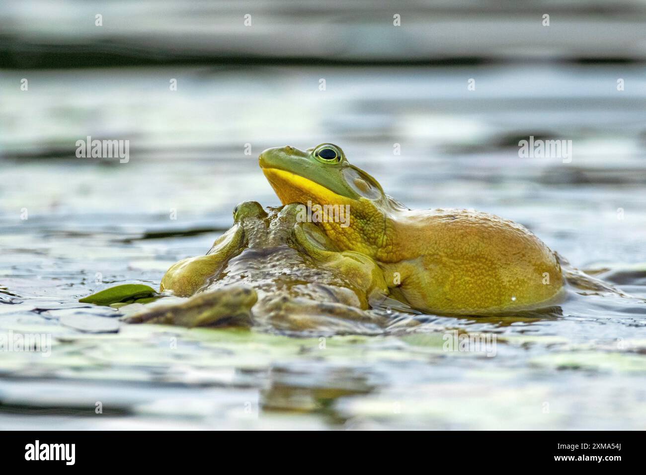 Bull frogs Lithobates catesbeianus. Male bull frogs fighting during the ...