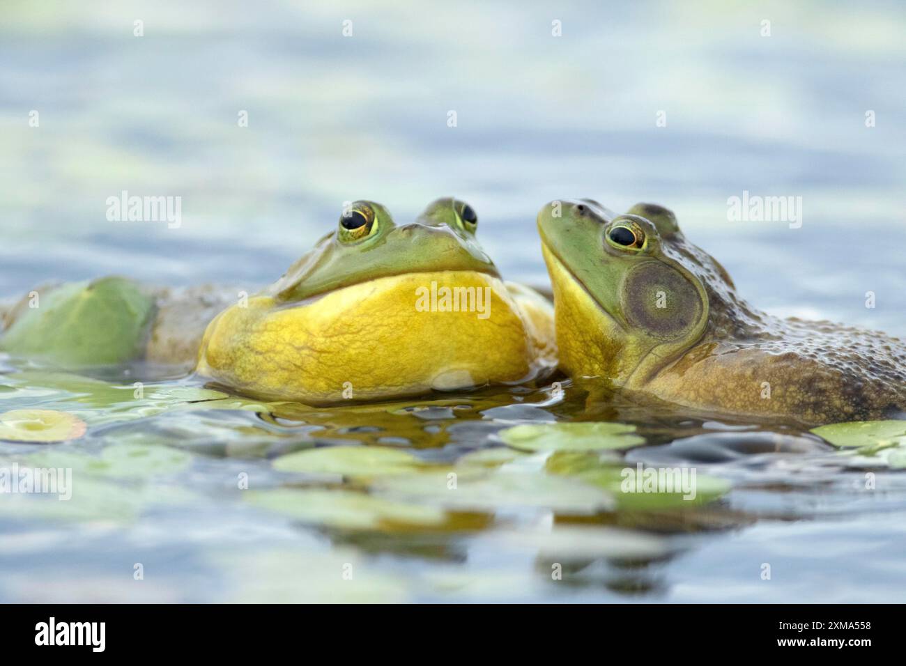 Bull frogs Lithobates catesbeianus. Male bull frogs fighting during the ...
