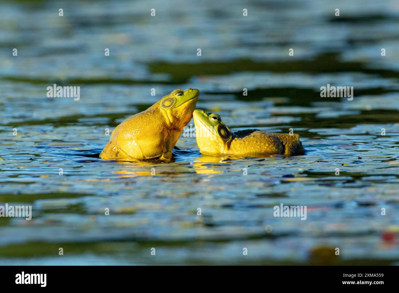 Bull frogs Lithobates catesbeianus. Male bull frogs fighting during the ...