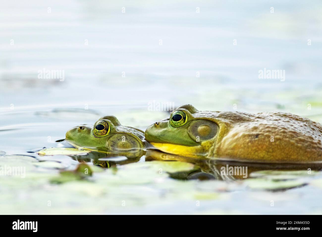 Canadacanada hi-res stock photography and images - Alamy