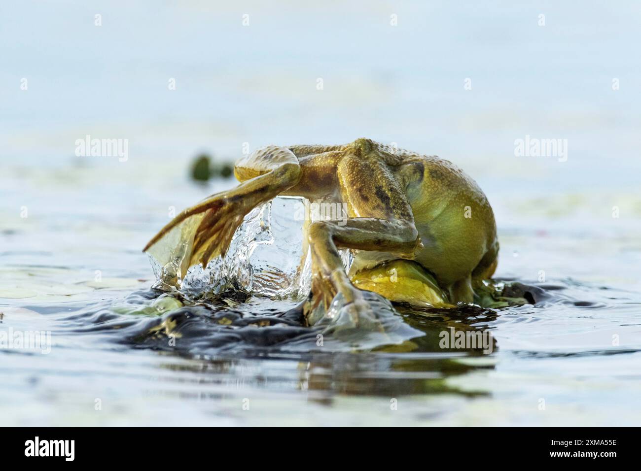 Bull frogs Lithobates catesbeianus. Male bull frog jumping on another ...
