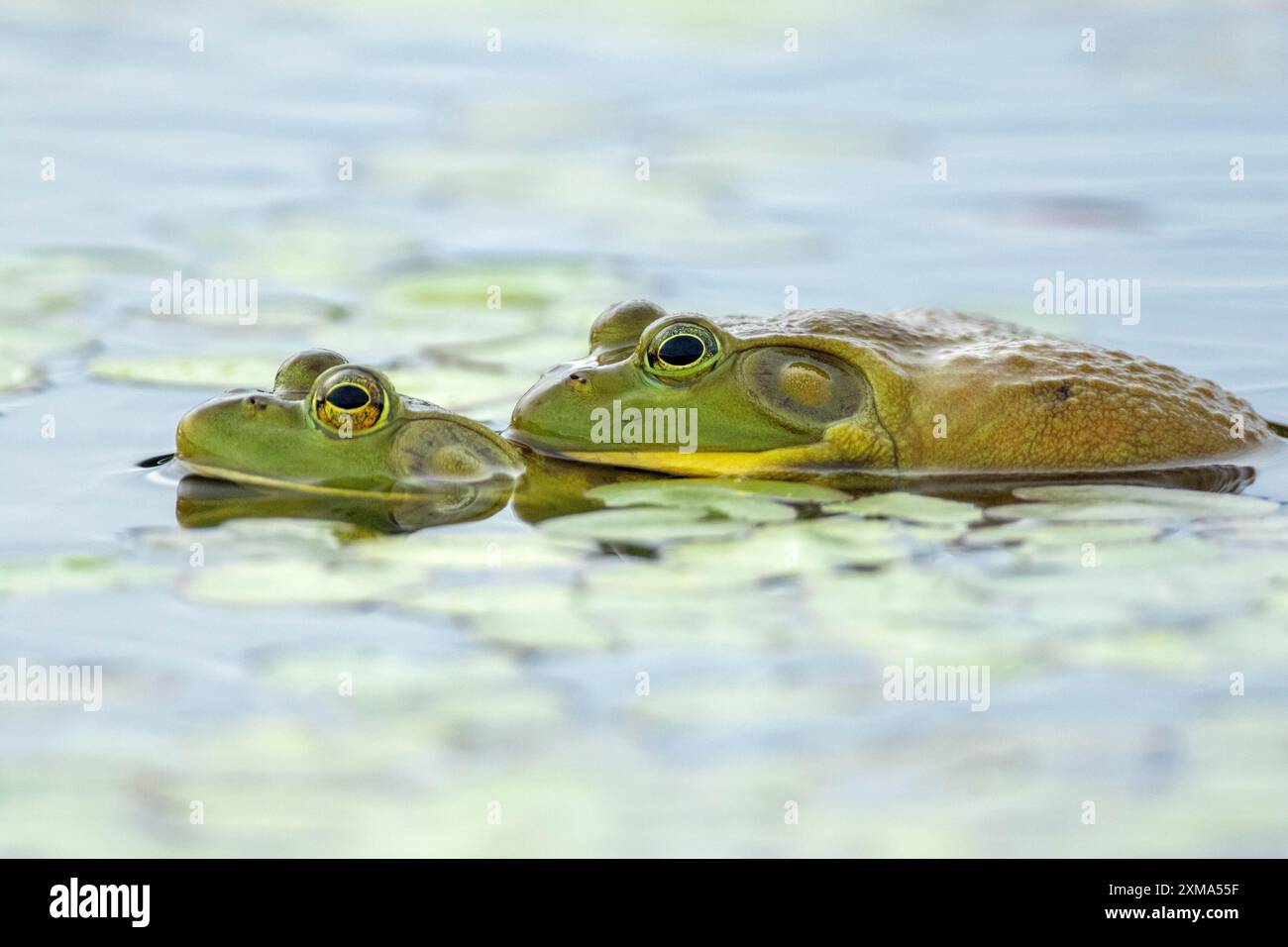 Bull frogs. Lithobates catesbeianus. Bull frogs mating. La Mauricie ...