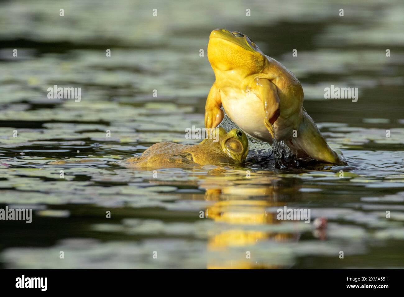 Bull frogs Lithobates catesbeianus. Male bull frog jumping on another ...