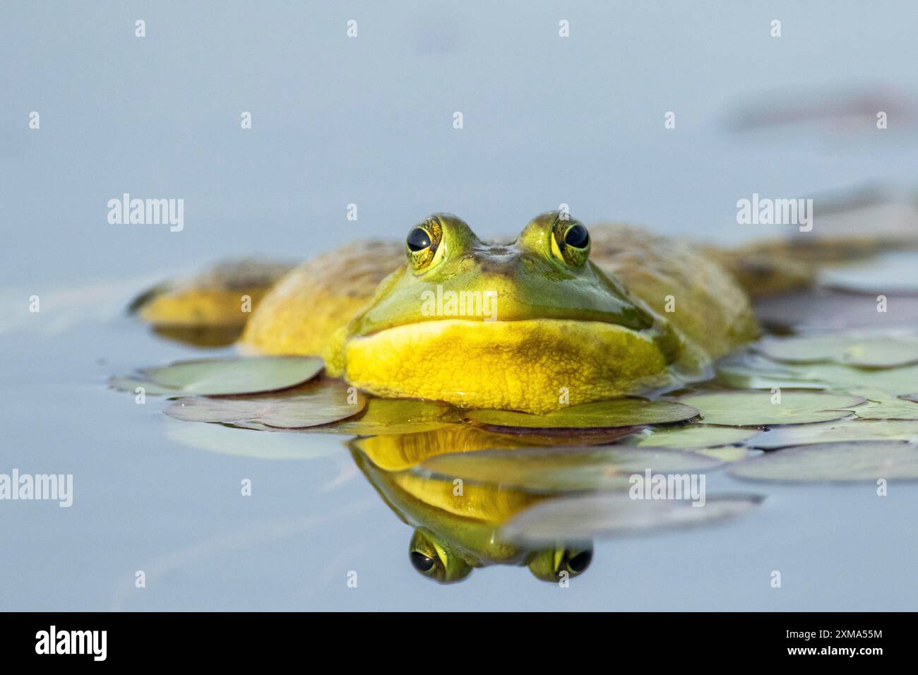 Bullfrog, Lithobates catesbeianus. A male bullfrog floating on a lake ...