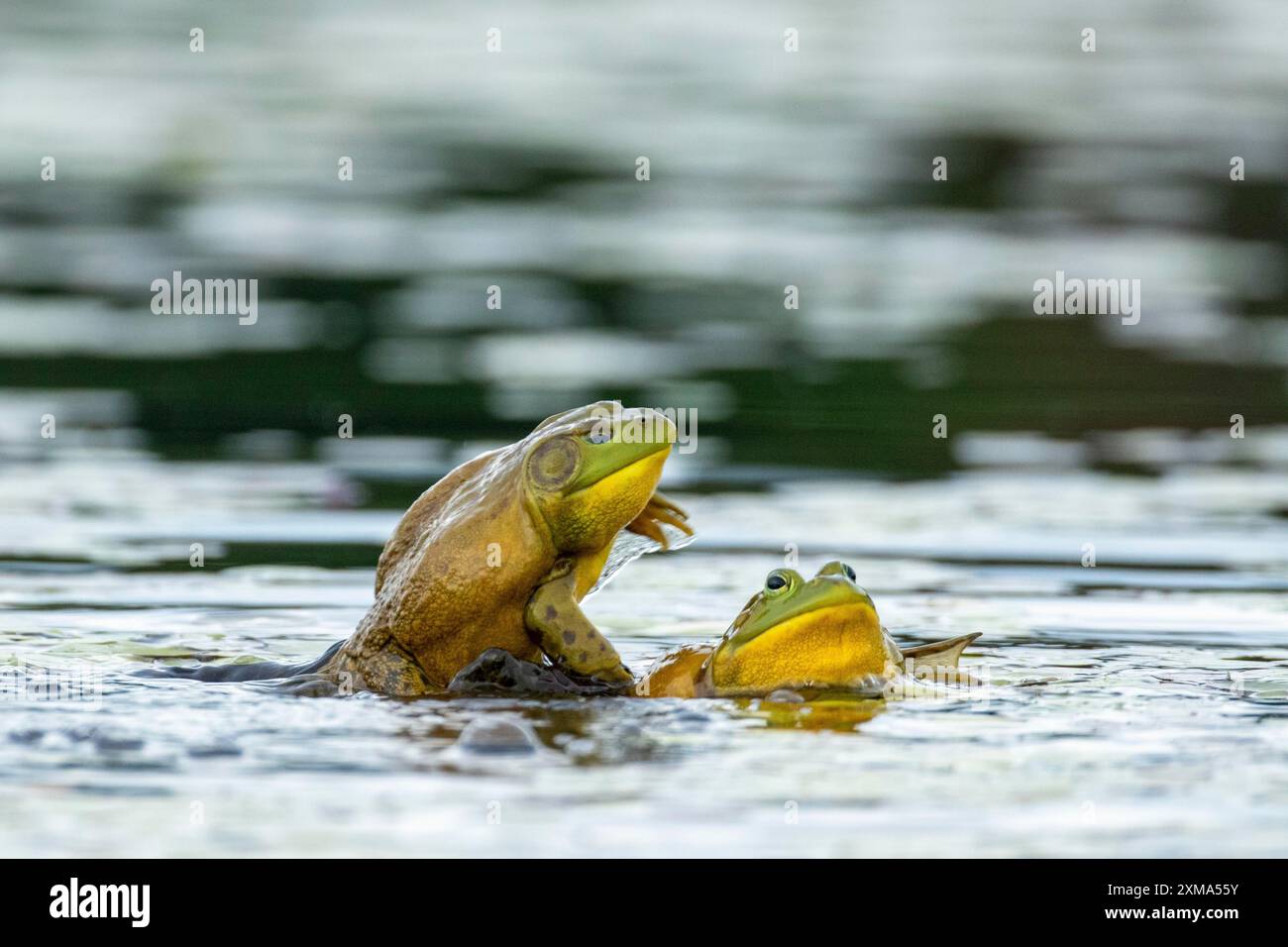 Bull frogs Lithobates catesbeianus. Male bull frog jumping on another ...
