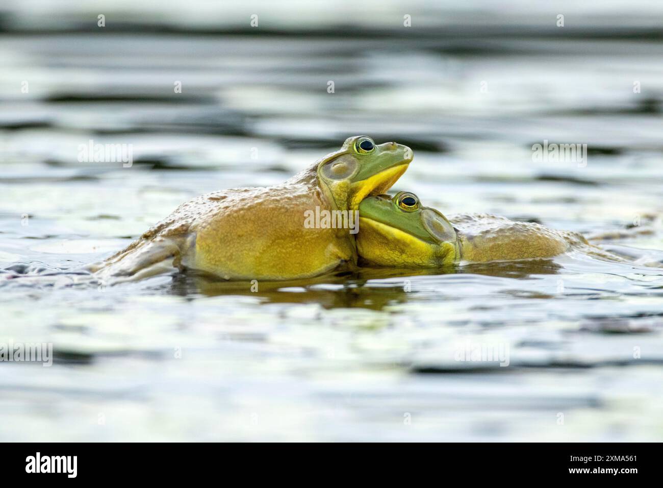 Bull frogs Lithobates catesbeianus. Male bull frogs fighting during the ...