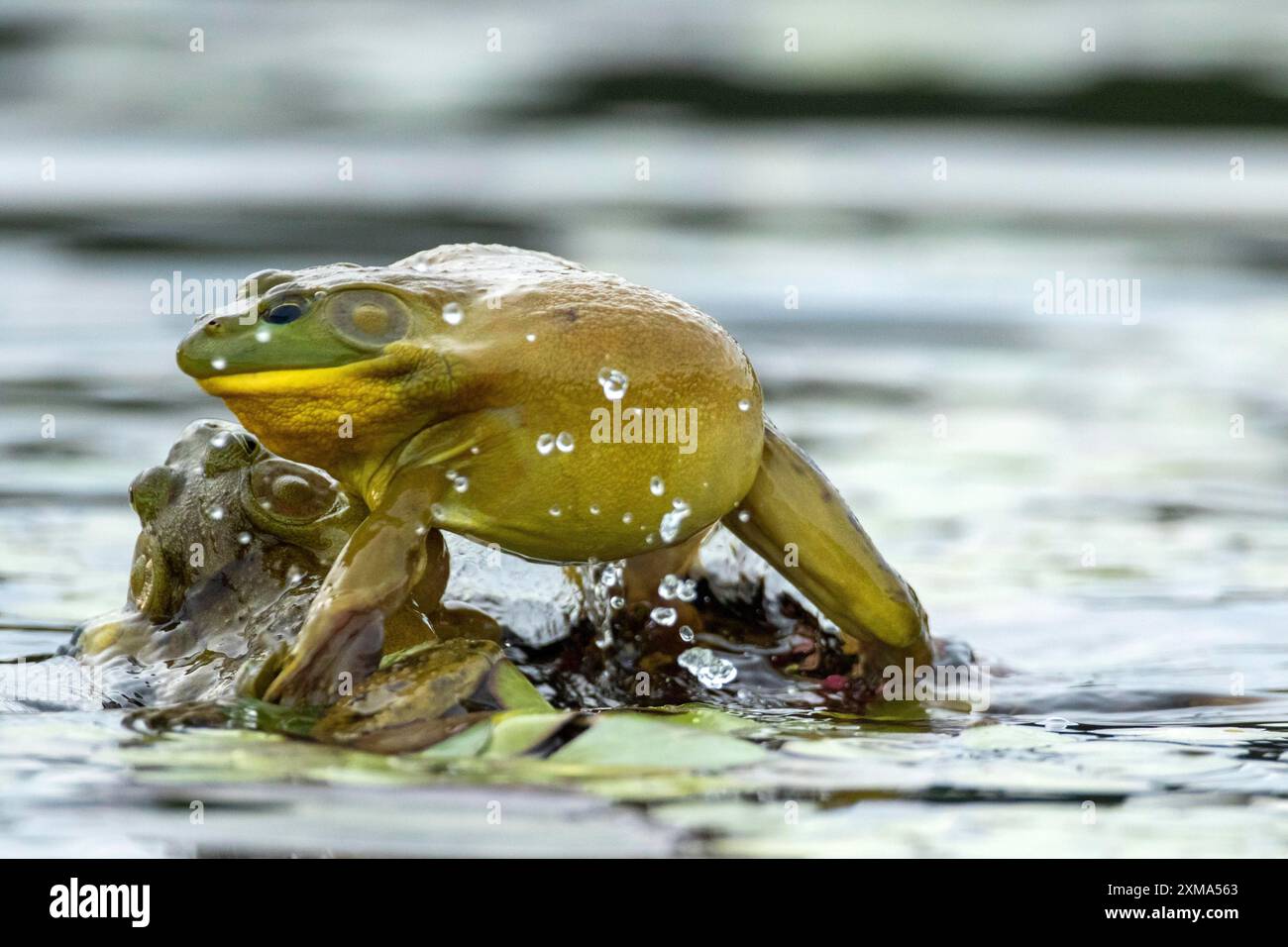 Bull frogs Lithobates catesbeianus. Male bull frog jumping on another ...
