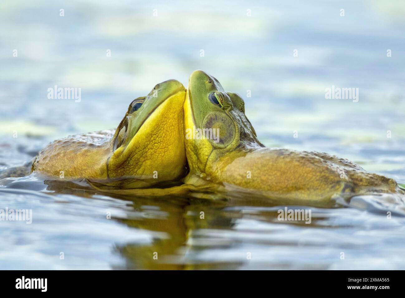 Bull frogs Lithobates catesbeianus. Male bull frogs fighting during the ...