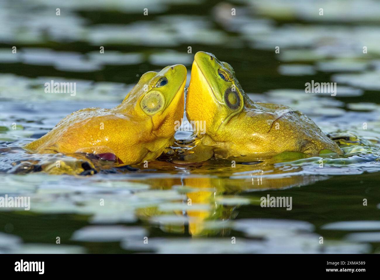 Bull frogs Lithobates catesbeianus. Male bull frogs fighting during the ...