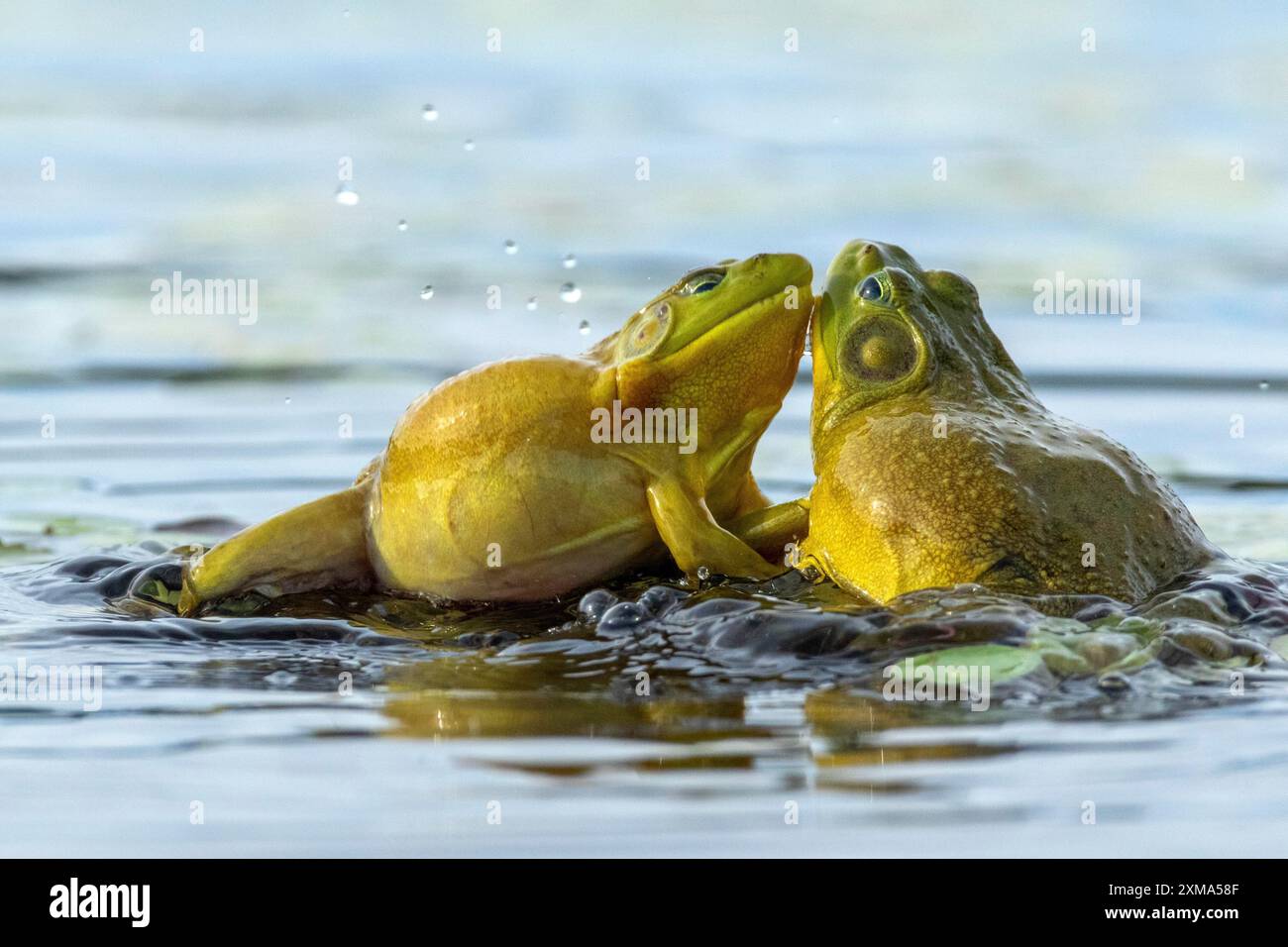 Bull frogs Lithobates catesbeianus. Male bull frogs fighting during the ...