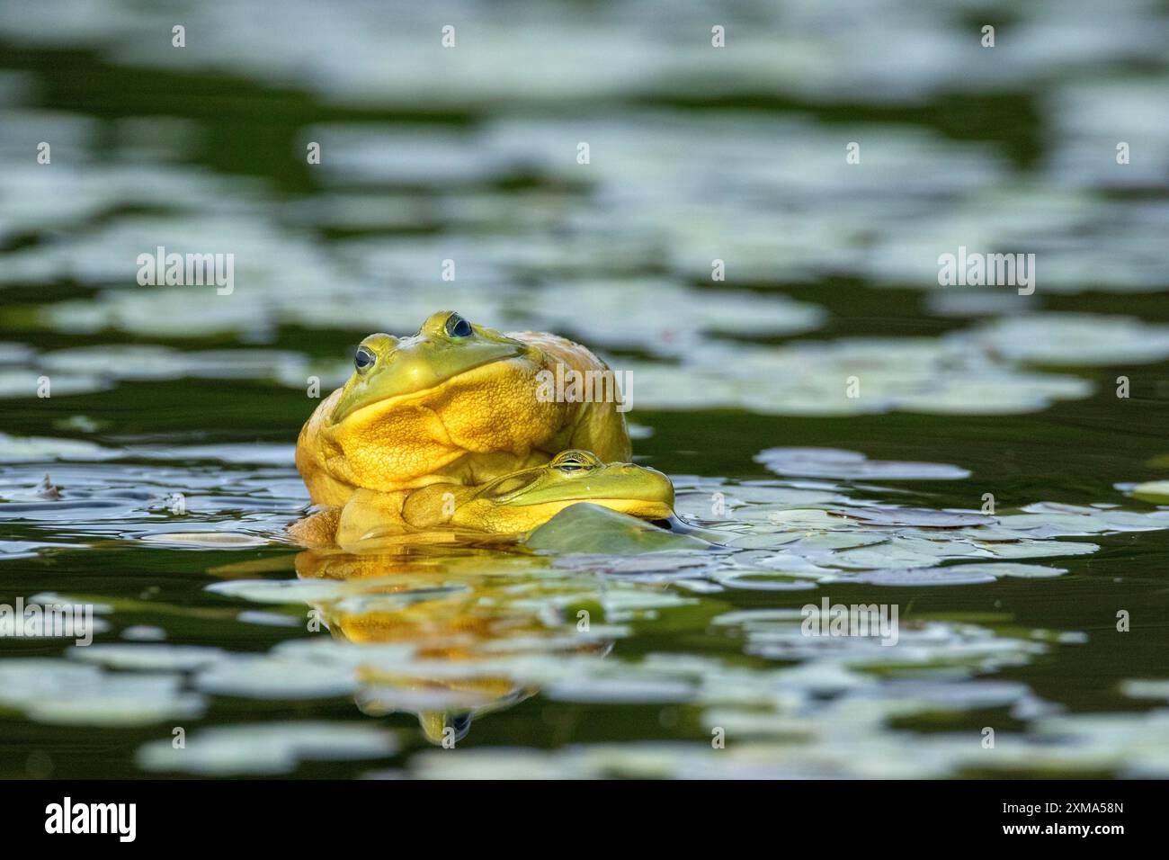 Bull frogs Lithobates catesbeianus. Male bull frogs fighting during the ...