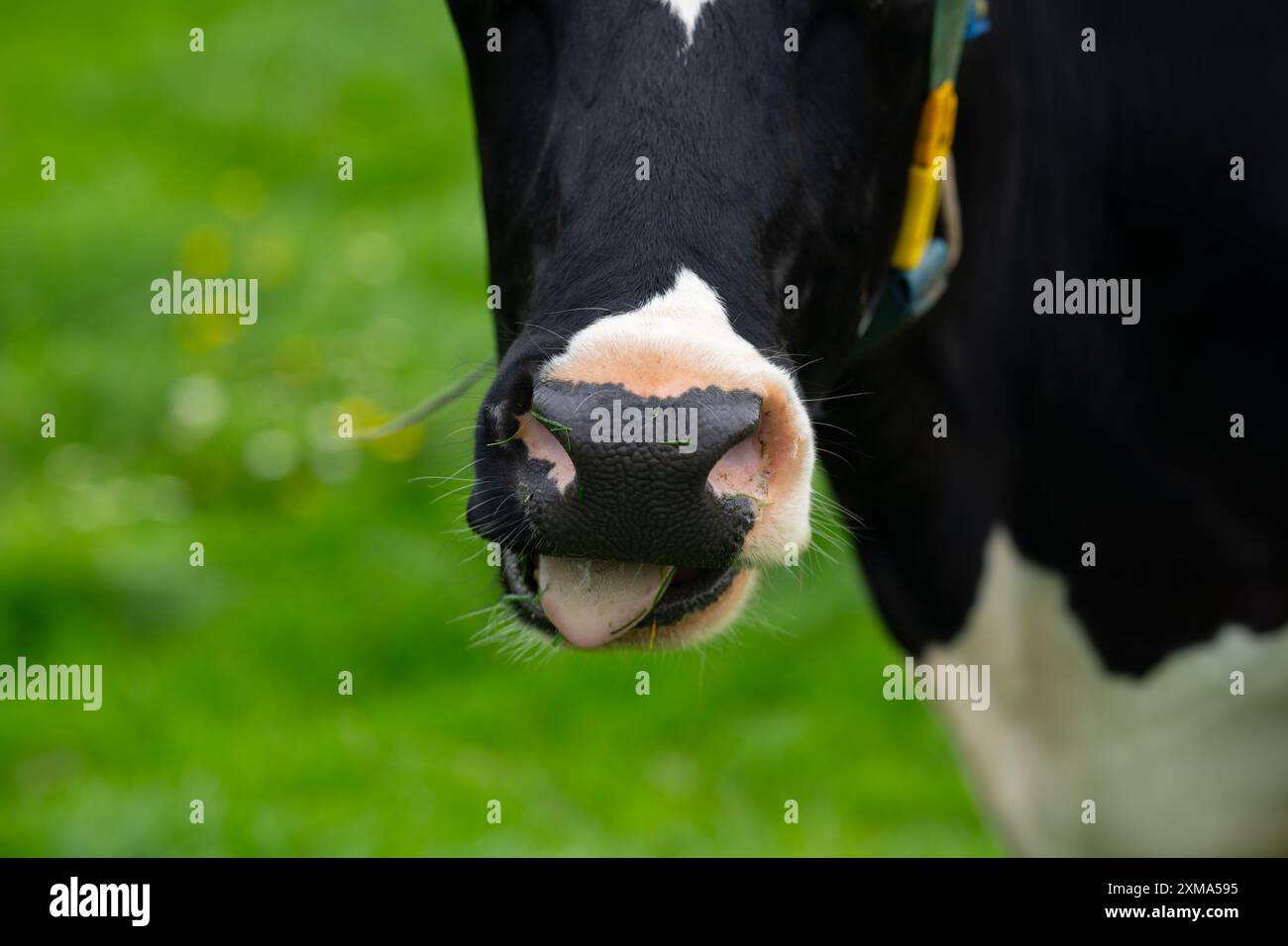 Holstein cow. Cows mouth close up. Cow on a meadow. Black and white cow ...